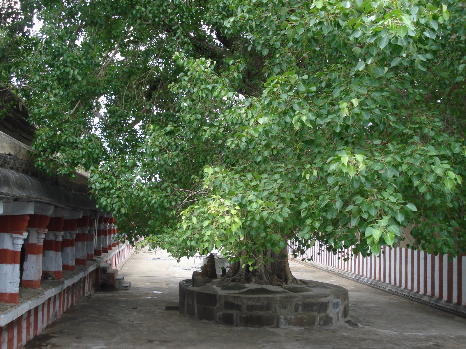 Sujataism: The third circumbulatory passage at Varadharaja perumal koil ...