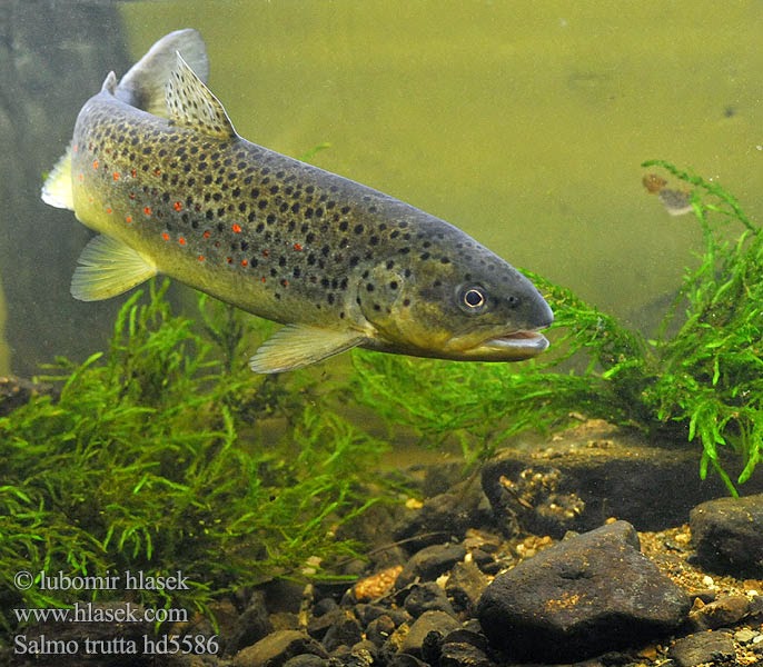 Adios a la Trucha Común Autoctona