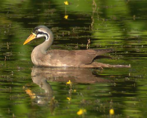 Masked finfoot | Birds of India | Bird World