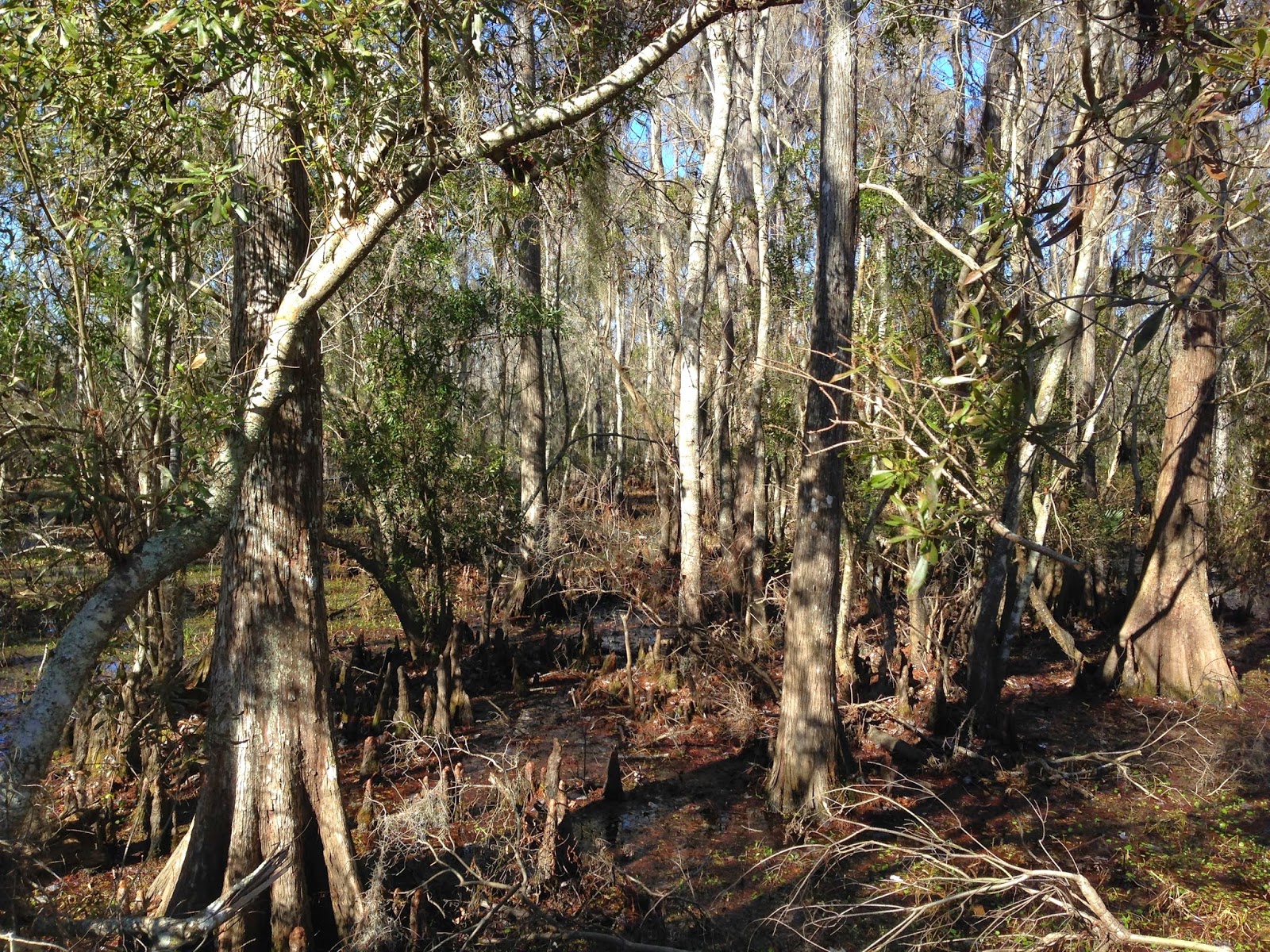 Frugal Family Travelers: Be a Tourist in Your Own Town: Bayou Segnette ...