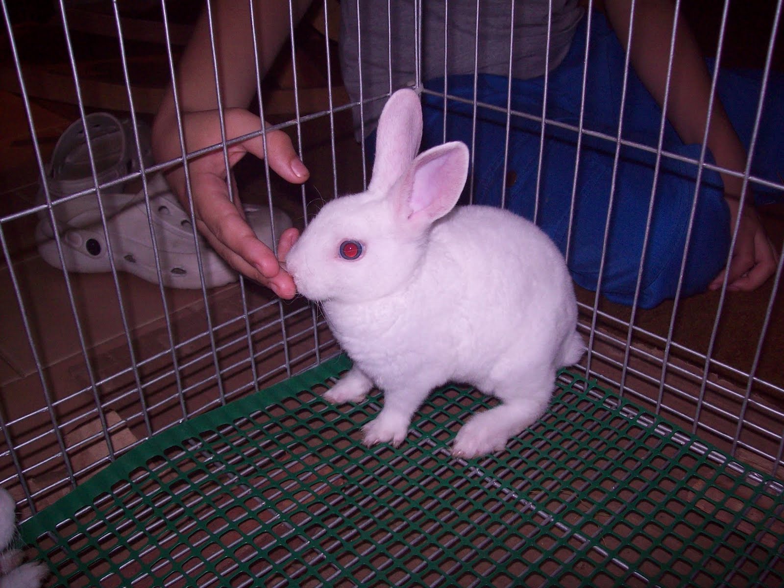 Club de Conejos: El Conejo Enano o Conejo Toy