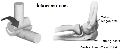 Macam Macam Sendi Dengan Letak dan Fungsinya Beserta Gambar - Loker Ilmu