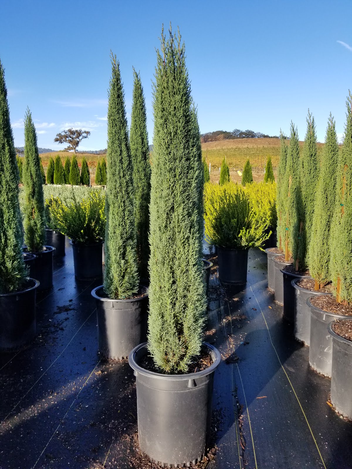 Recent Plant Photos at Western Tree Nursery: Cupressus sempervirens ...