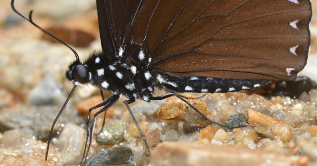 The Forested Path (and Beyond): BUTTERFLIES of RAUB: The Great Blue ...