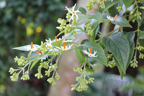 සේපාලිකා [Sepalika] (Nyctanthes arbor-tristis) ~ අපේ ඔසුපැළ Medicinal ...
