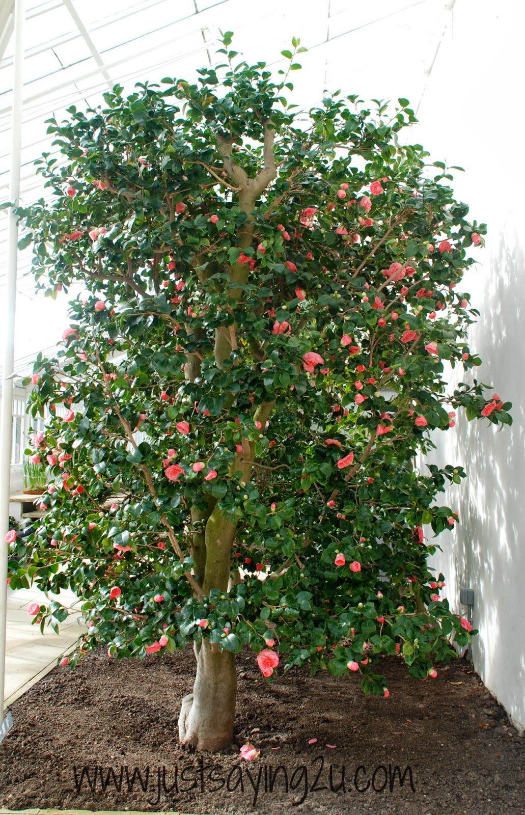 just saying ...: Chiswick House, Camellia Festival