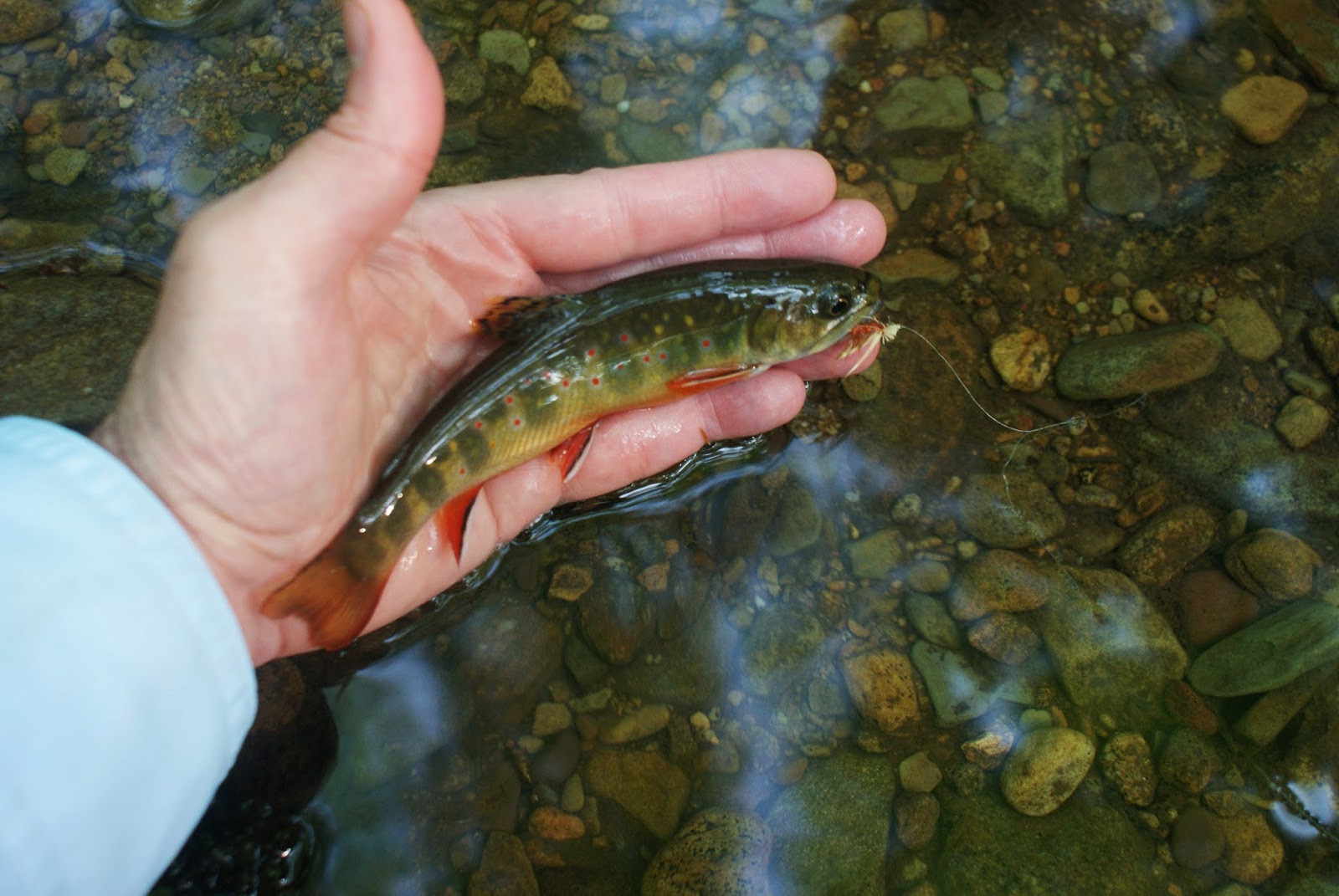 The Search for Native Salmonids: West Virginia Trout Bummin - Back to ...