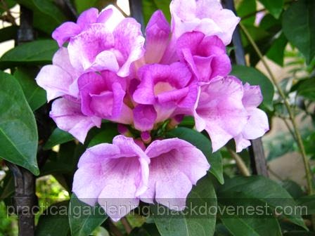 Practical Gardening: Garlic Vine (Mansoa alliacea, Cydista aequinoctialis)