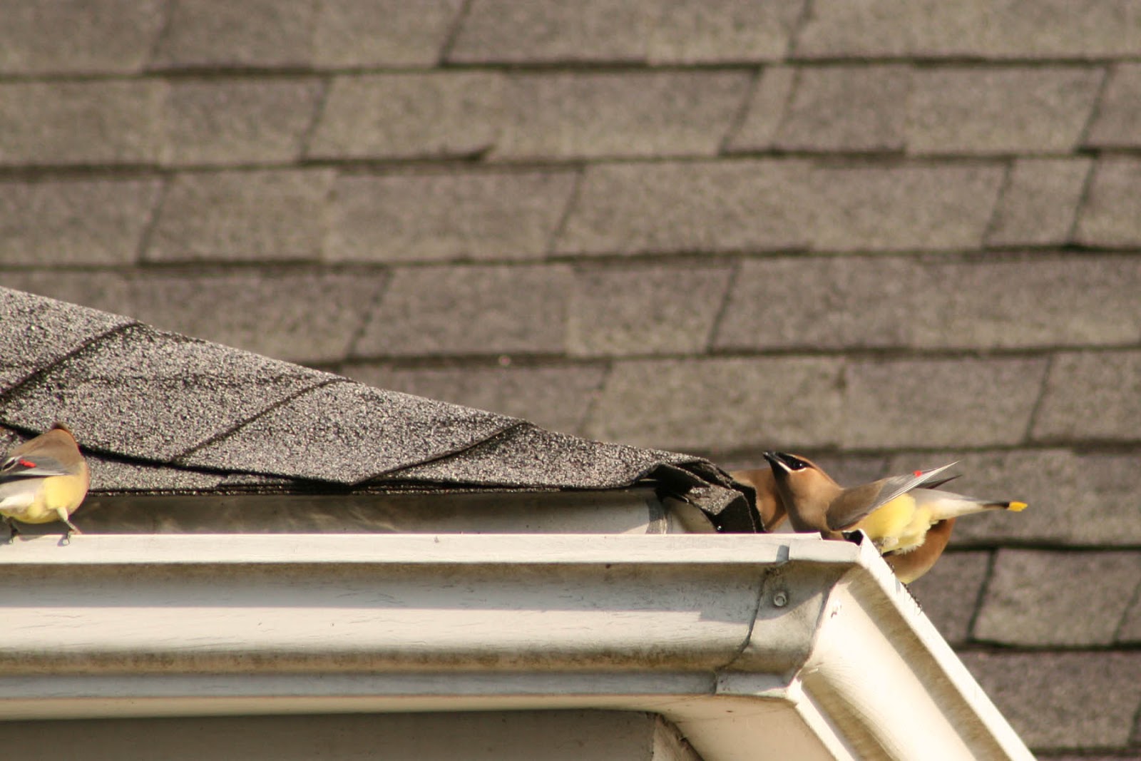 Hipster Birders: Gutter Birds that aren’t Gutter Birds