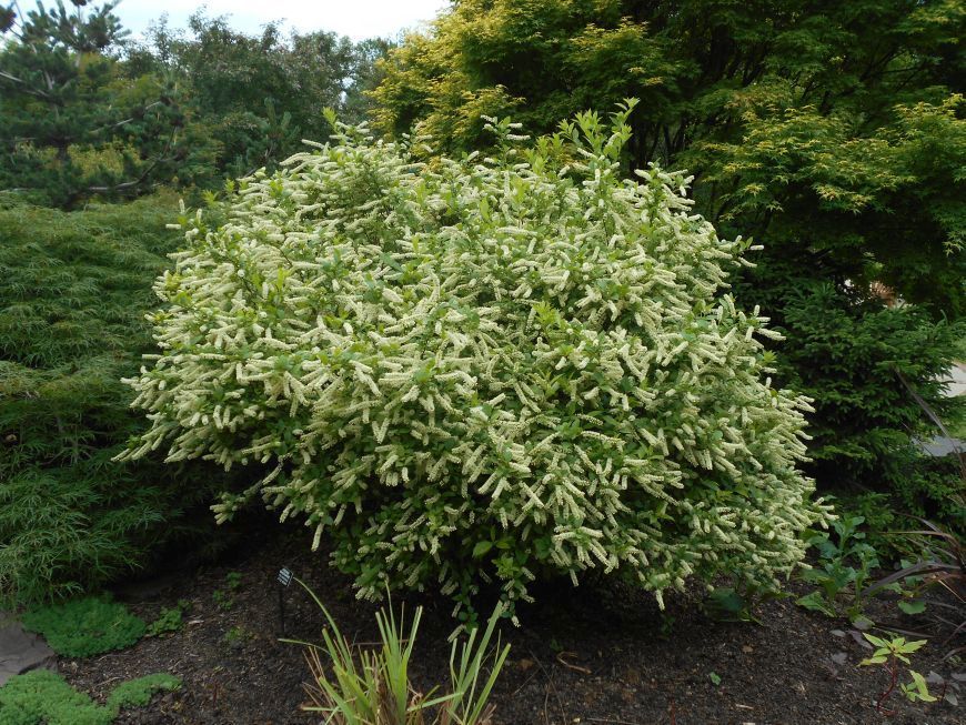 Future Plants by Randy Stewart: Itea - Sweet Spire