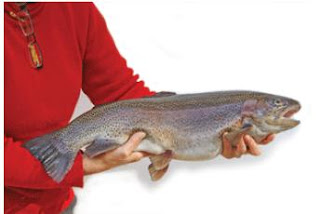 ARQUIVOS DO PROF. JARMUTH: HISTÓRIA DOS 60 ANOS DA TRUTA NO BRASIL