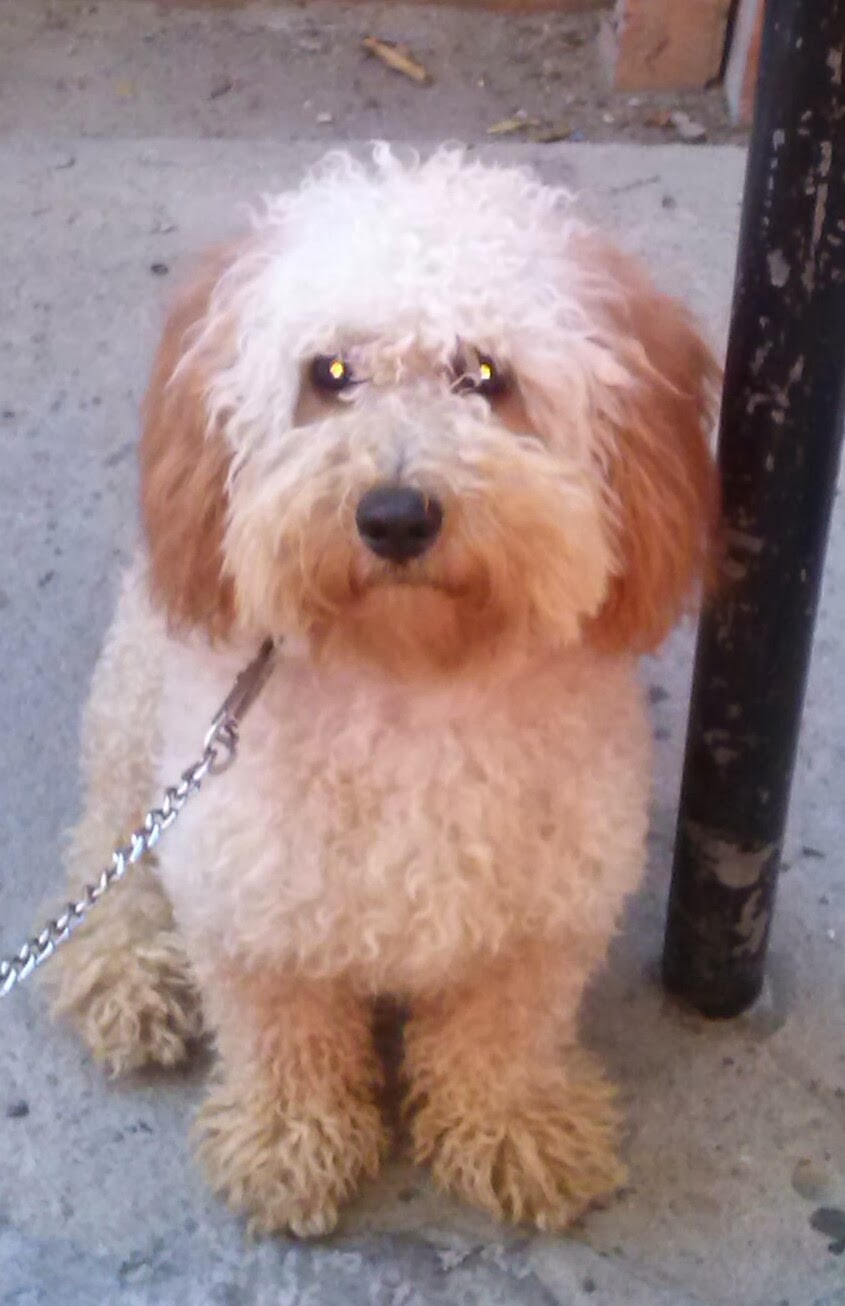 Perros French Poodle: Perros french poodle