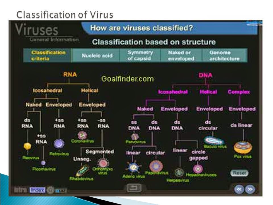 Microbiology : CLASSIFICATION OF MICROORGANISMS