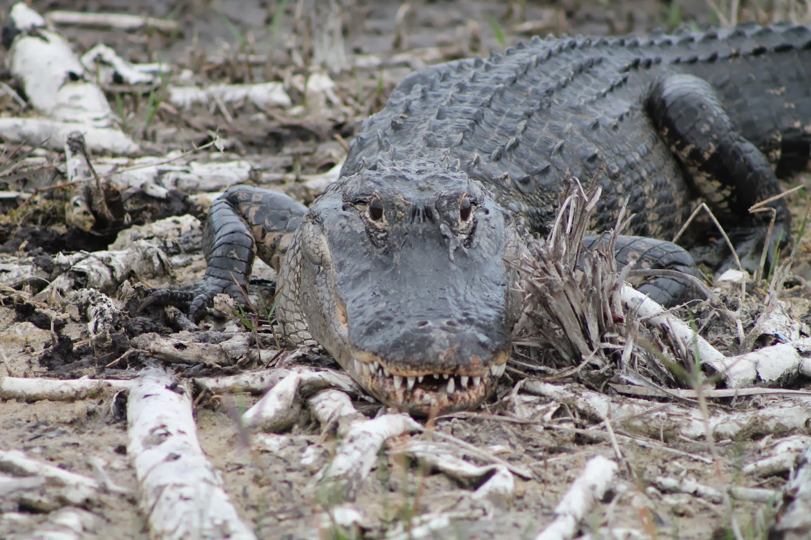 Random Ramblings, And Poetic Thoughts: Gator Photo Shoot