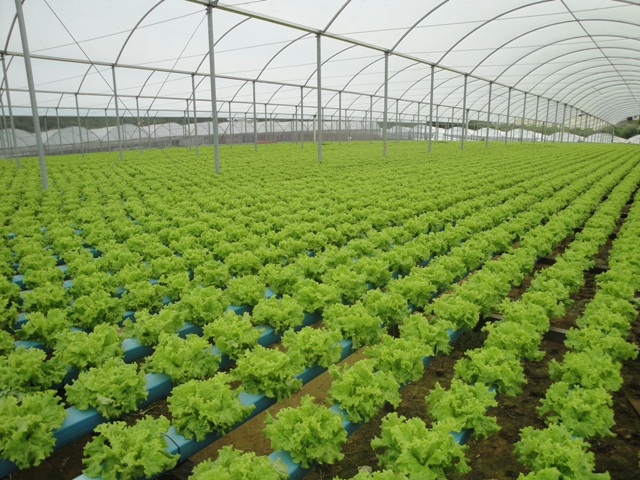 TUBOS E PERFIS PARA HIDROPONIA: HIDROPONIA E O TUBO DE PVC