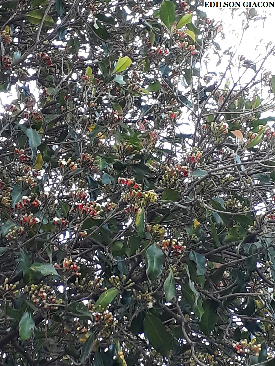 Viveiro Ciprest - Plantas Nativas e Exóticas: Cravo da Índia ( Syzygium ...