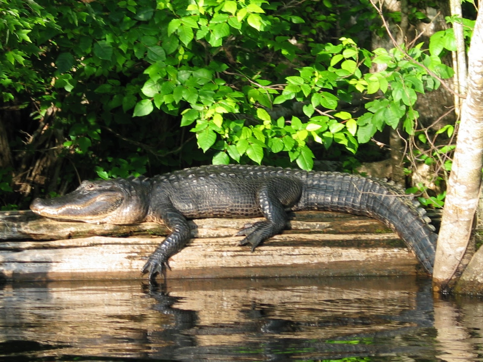 Nature Is Real: Ocala National Forest