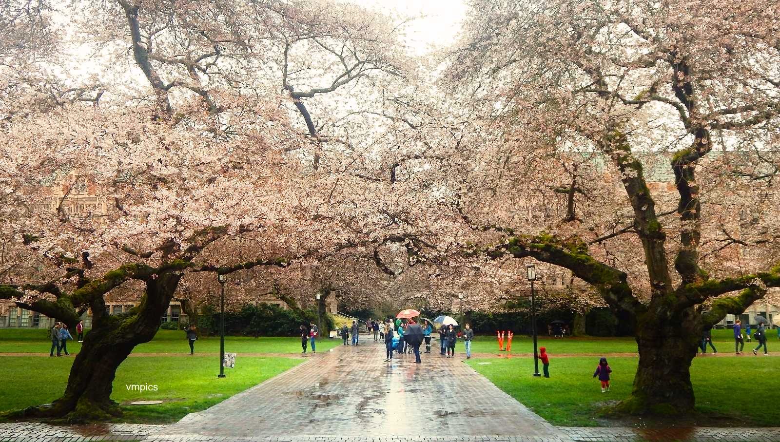 Spring is here in Seattle!