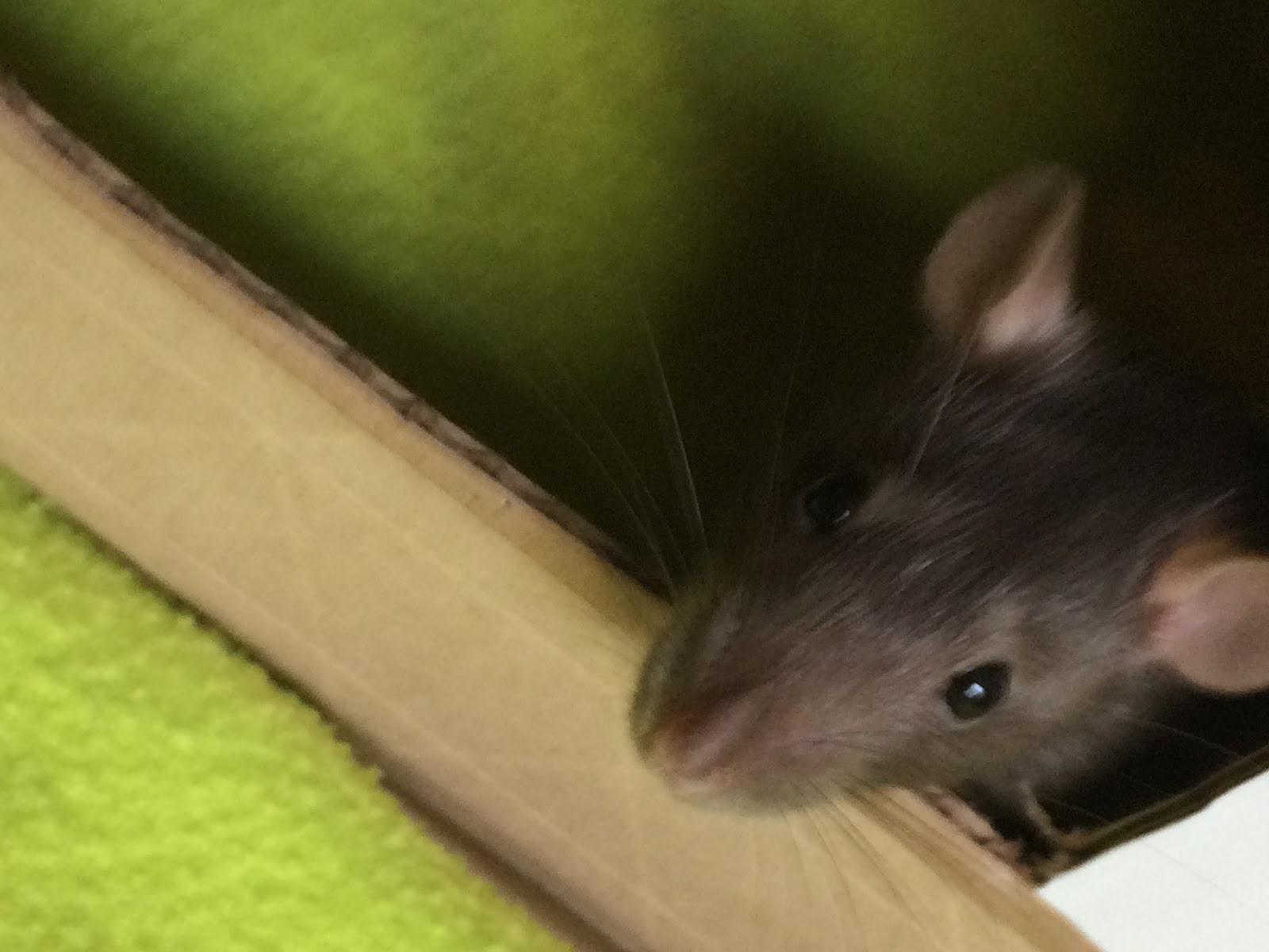 Six Impossible Things Before Breakfast (Teaching Under the Big Sky ...