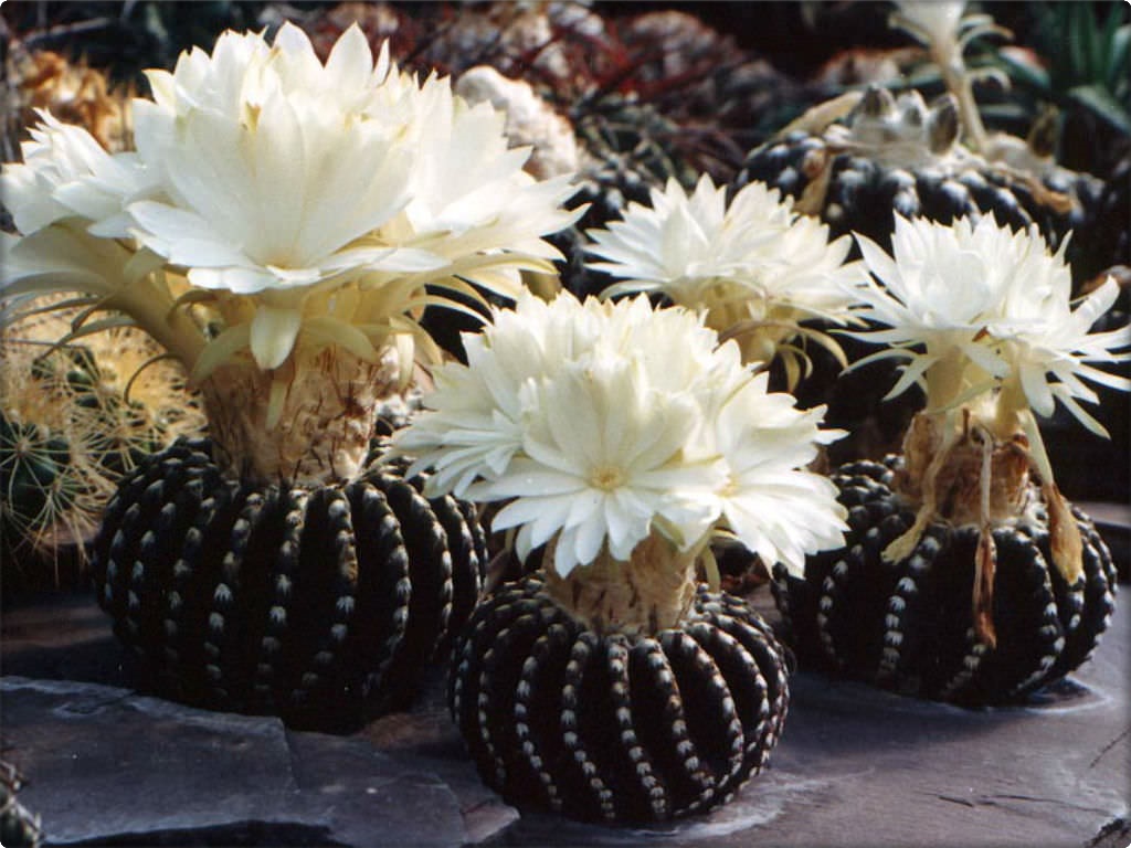 5 Of The Most Unique Cactus flower ~ Wonderful Flowers