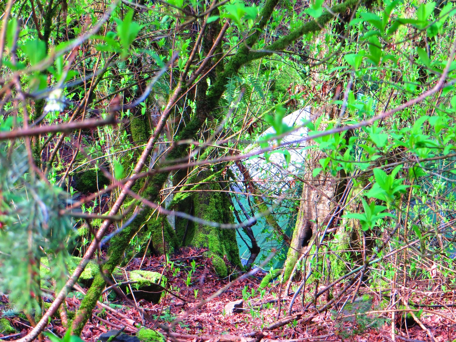 Journalist By Nature: Rocky Butte: Famously Overlooked Portland Landmark
