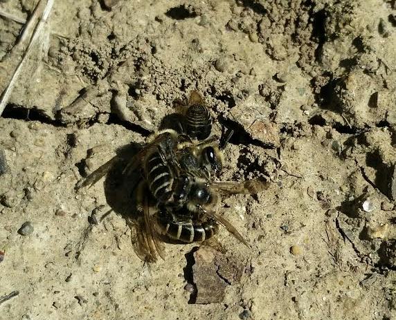 Bug Eric: Polyester Bees