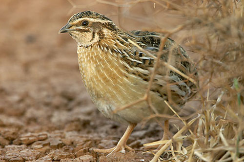 Cria de Codorniz: 1- Caracteristicas de la Codorniz.