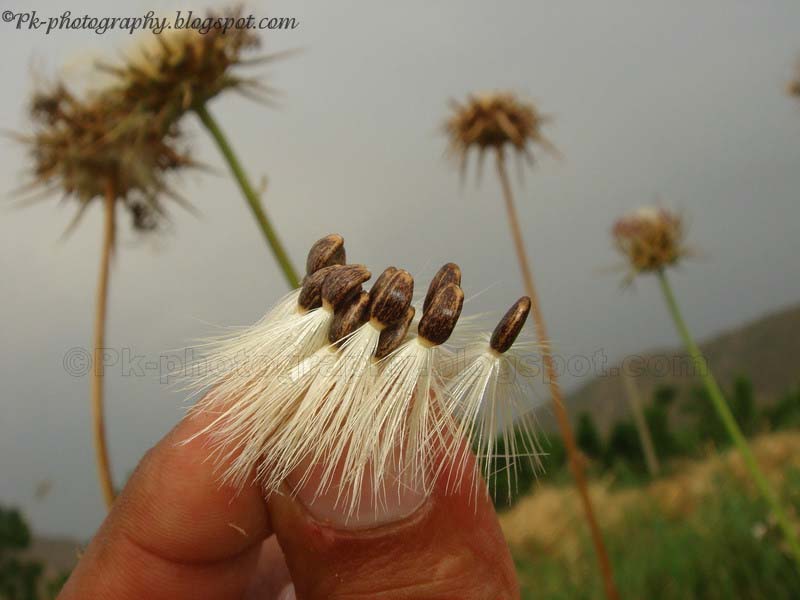 Milk Thistle Seeds | Nature, Cultural, and Travel Photography Blog