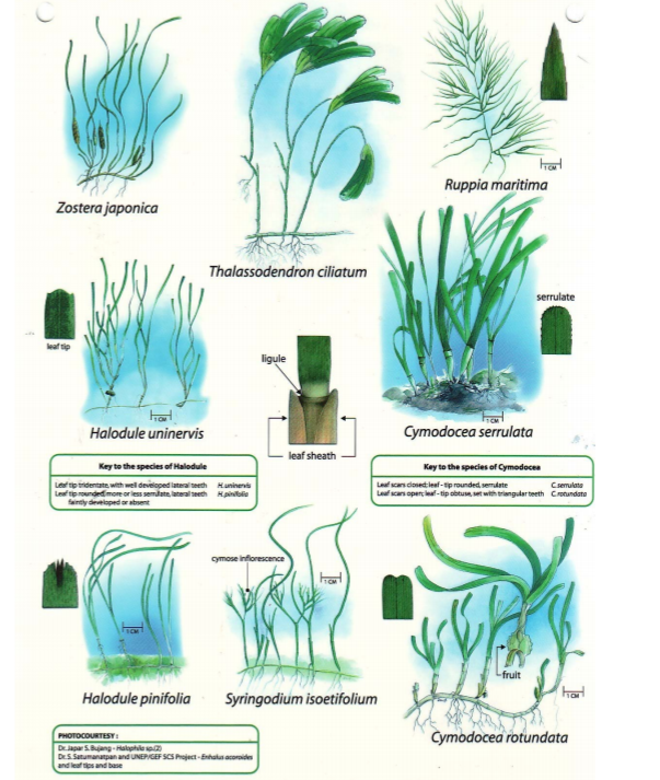 Jenis -jenis lamun yang disenangi duyung pada umumnya