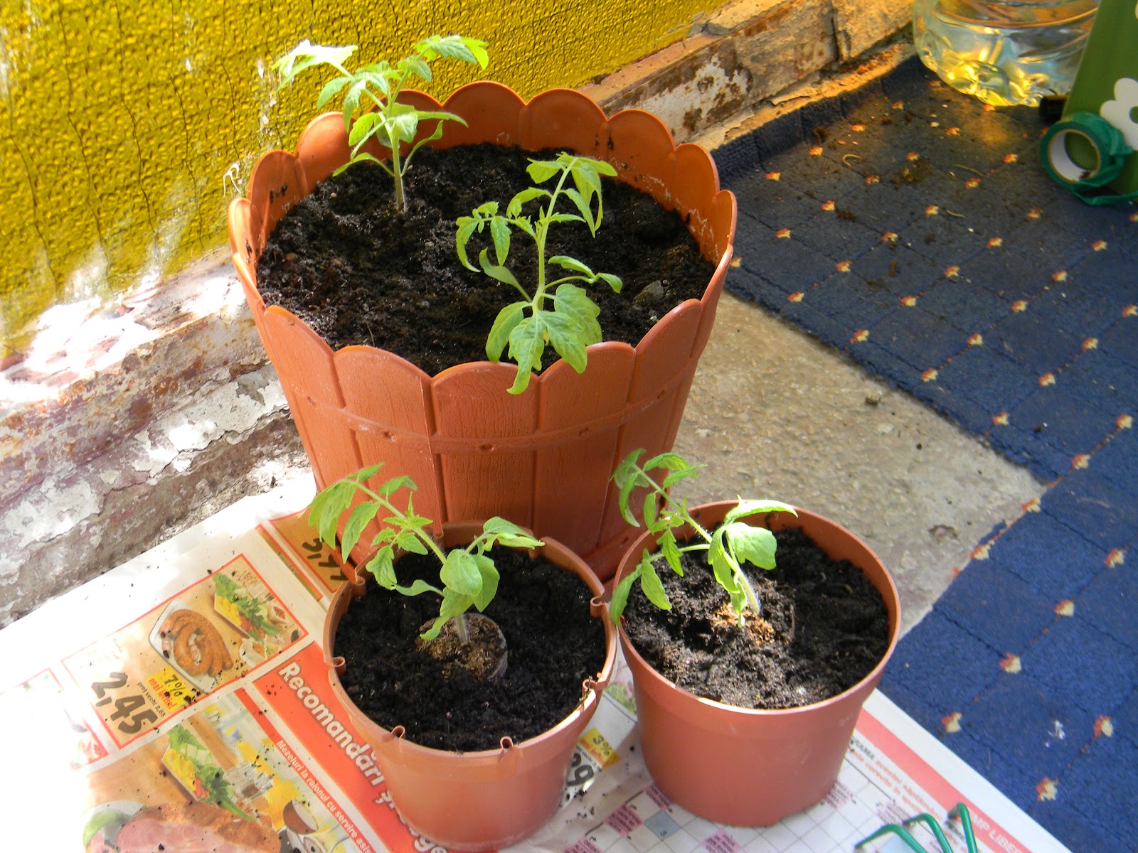 Gradina de pe balcon: A doua generatie de rosii se muta la vila