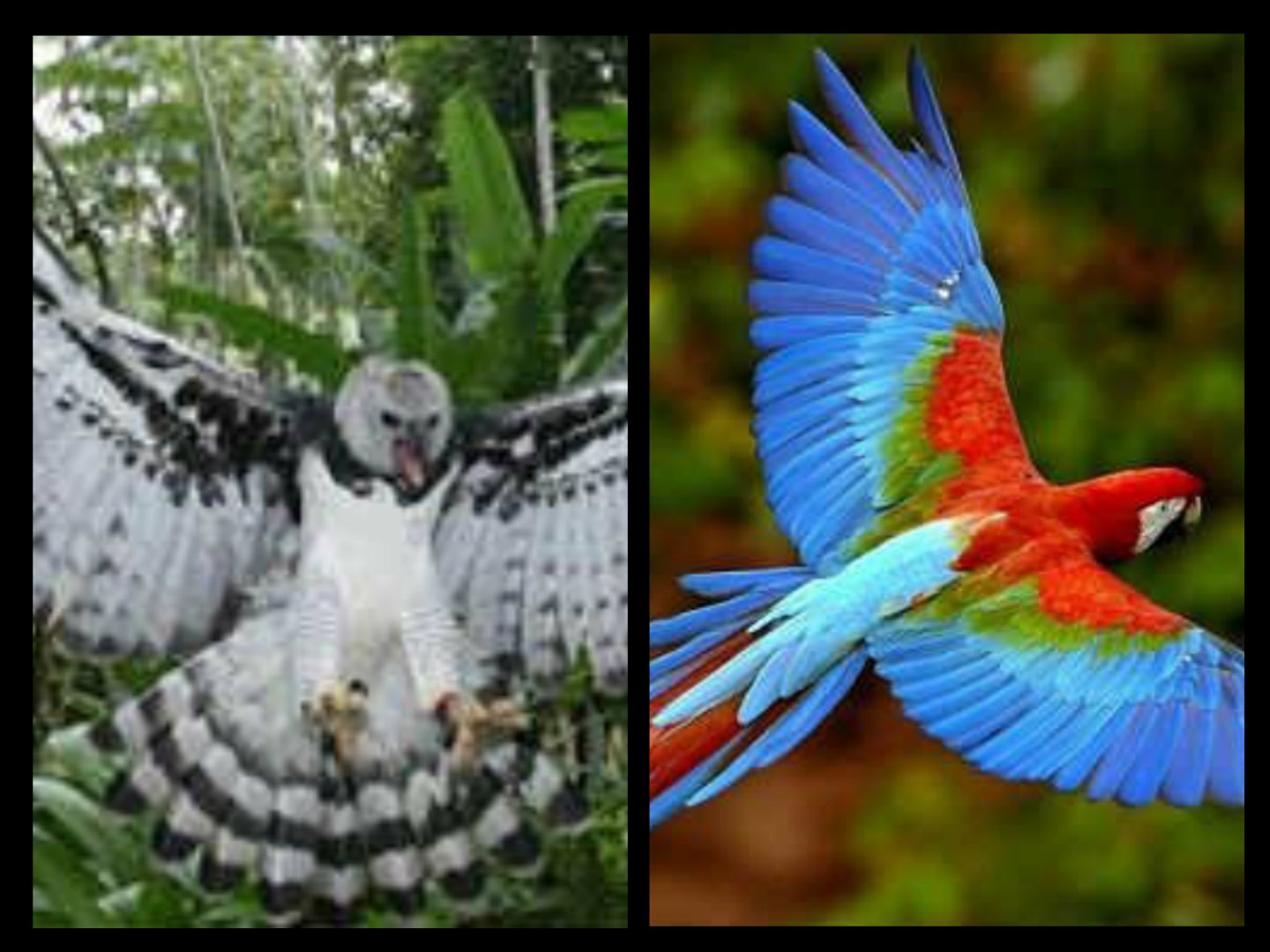 Parques Nacionales de Panamá: "Pulmones de Nuestro país": Parque ...