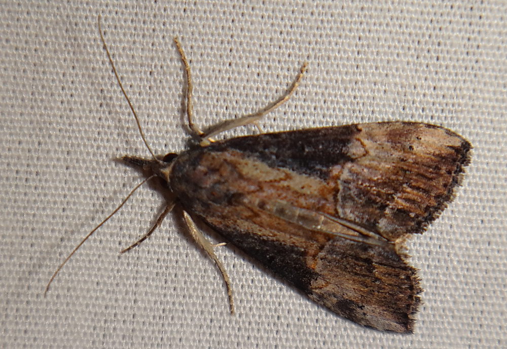 Moths of Cape May County
