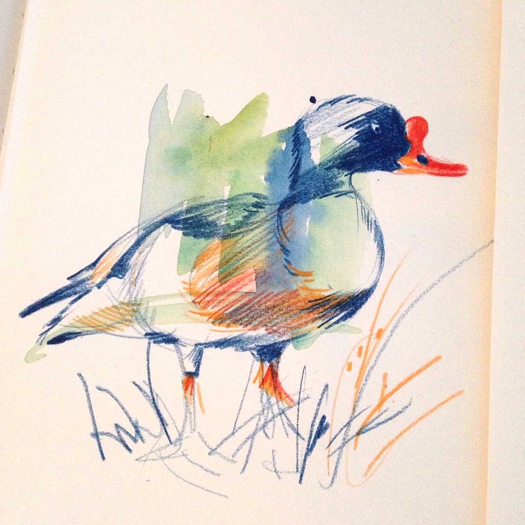Laurianne Chevalier: Croquis d'oiseaux...
