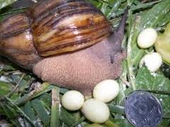 Ais' Blog: SNAIL FARMING FOR BEGINNERS AND PRACTISING FARMERS