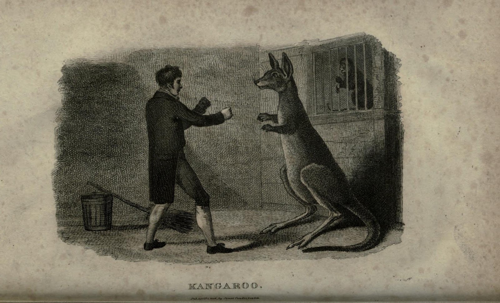 Early Sports and Pop Culture History Blog: Kangaroo Too - the First ...