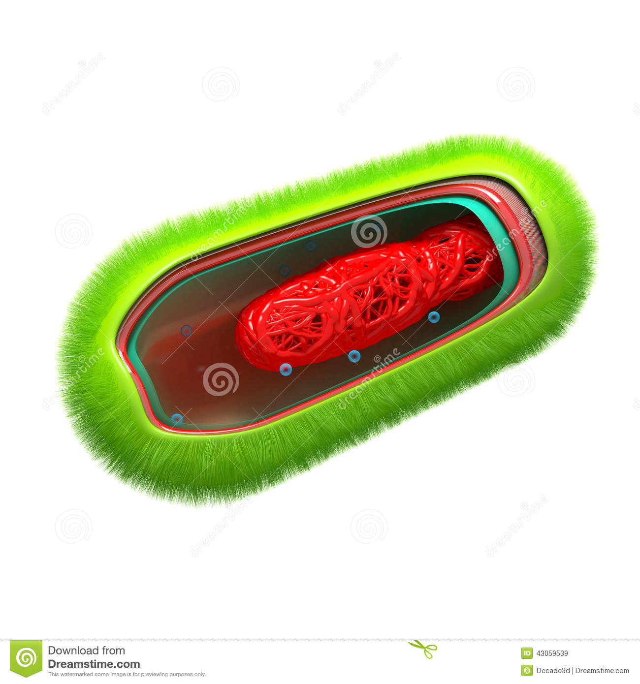 Dominio Bacteria: Estrucutura de las Bacterias