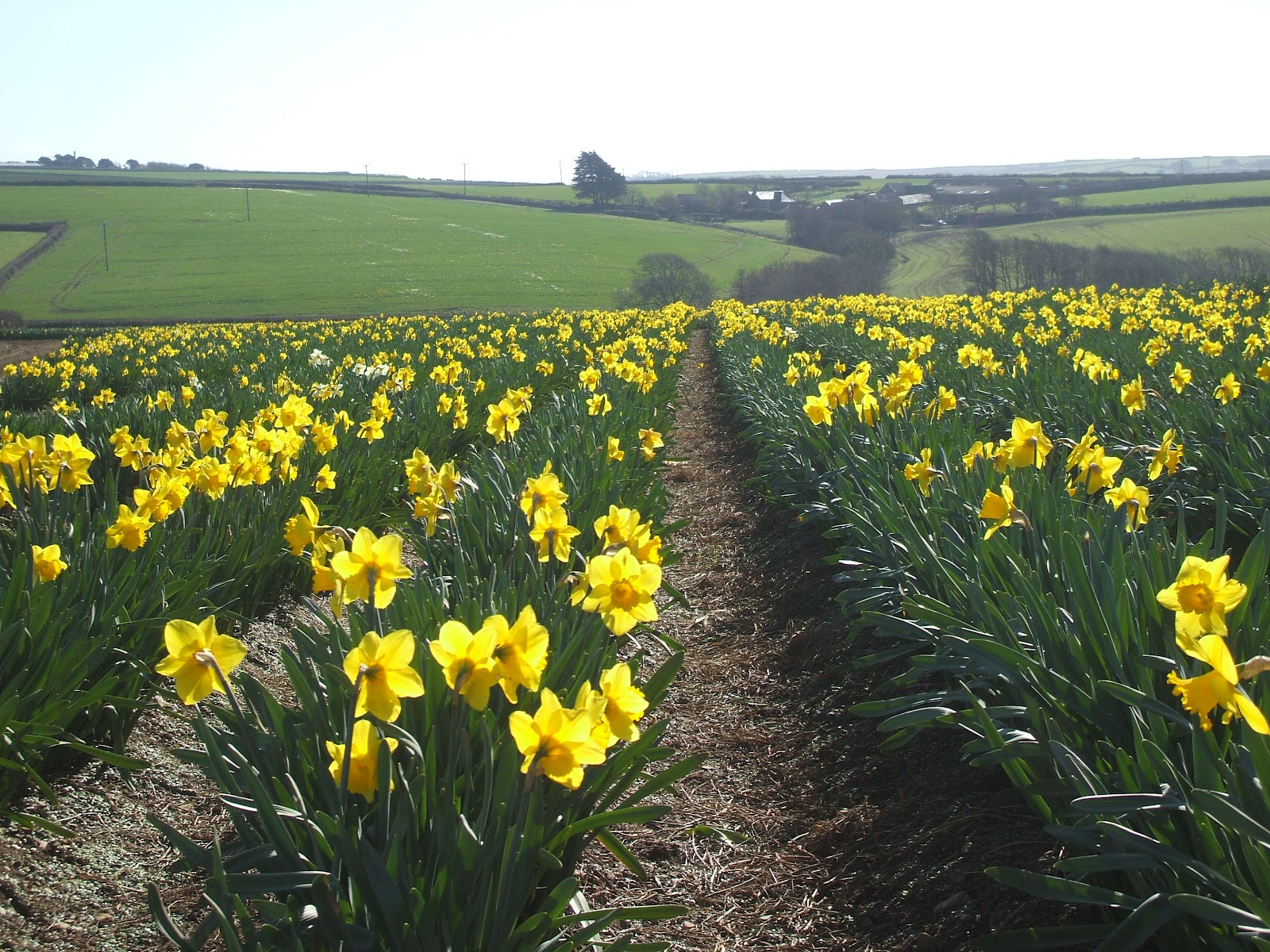 Cornish daffodils