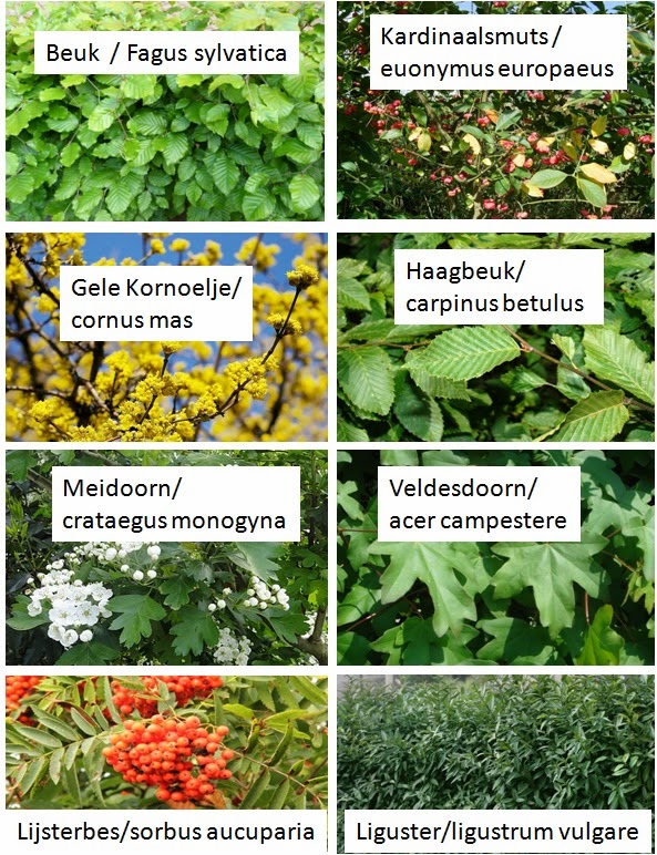 Een duurzame invulling voor de toekomst: Ruim 2900 inheemse haagplanten ...