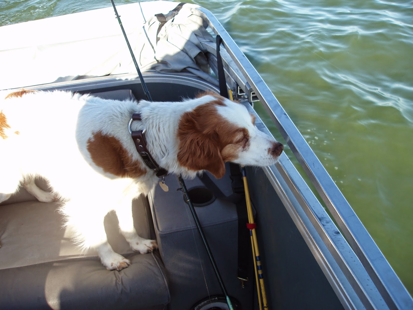 Hunting - Fishing Adventures of Roosterpheasant: Dogs on a Boat