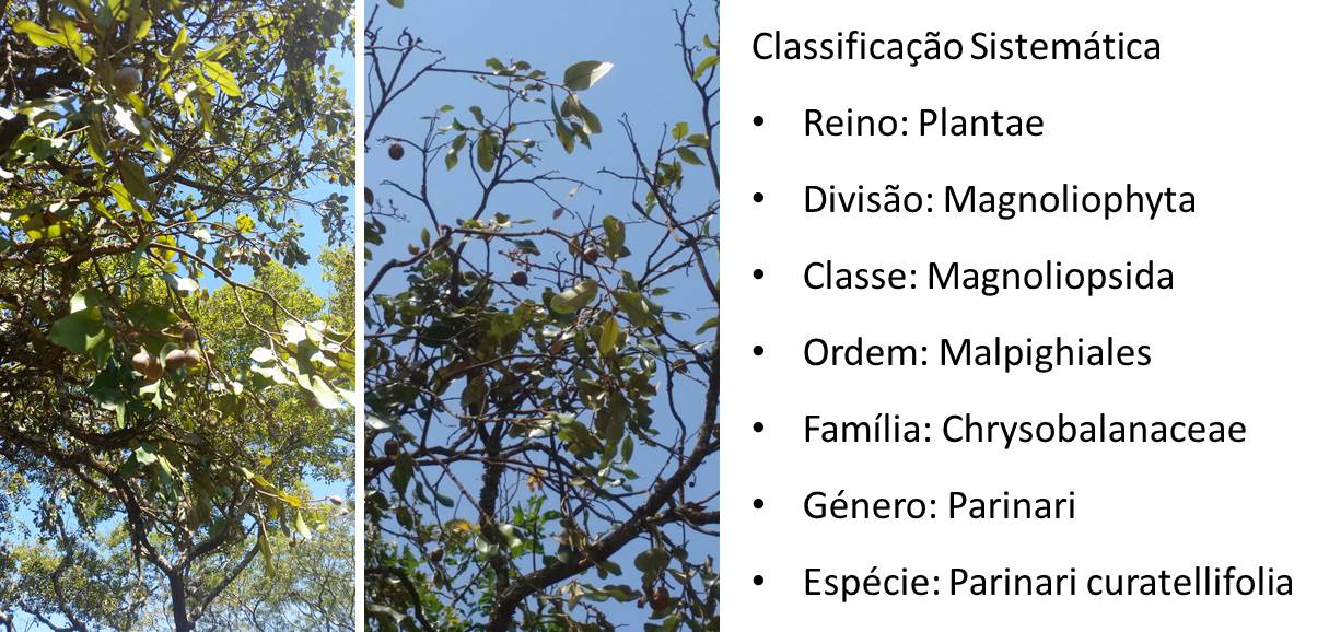 Herbario digital: Parinari curatellifolia (Uchia)