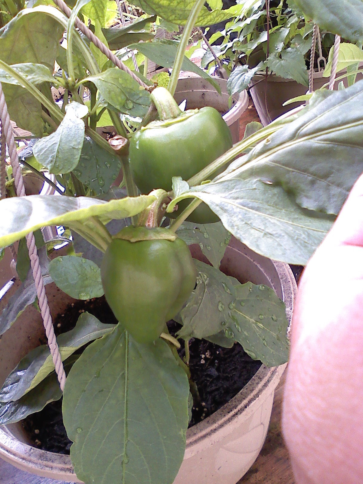 Foto Blog Puerto Rico: Seguimiento de 2da. cosecha de Pimientos Morrones