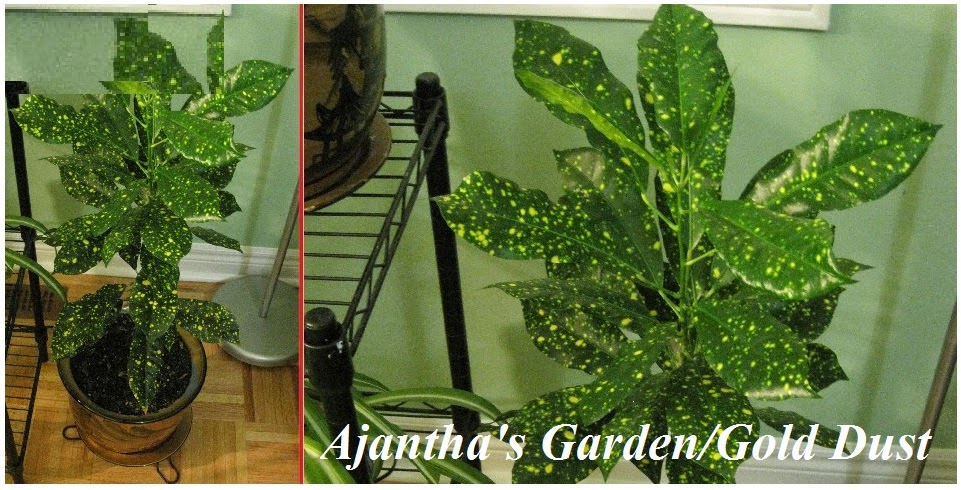 En Sugantha Illam!: Aucuba japonica Gold Dust