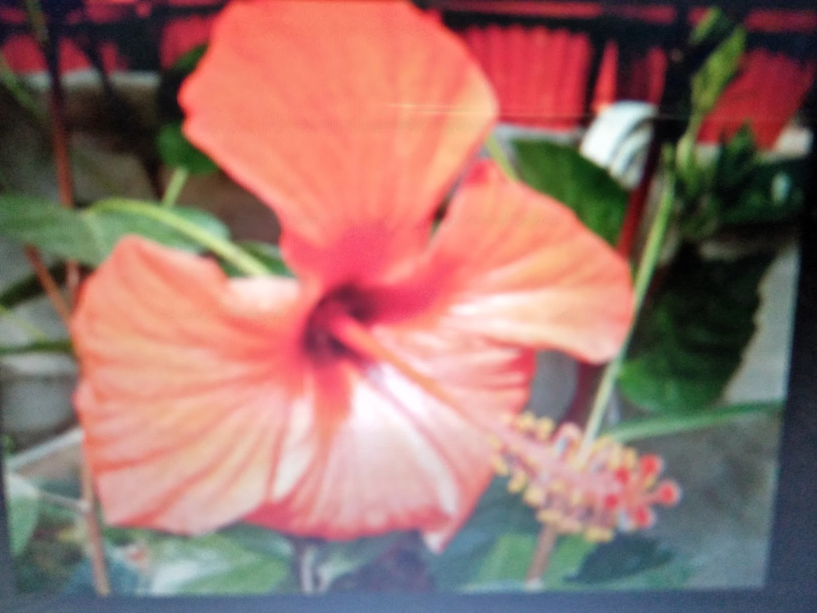 Fuziah Sulaiman blog: Jom kenali flora BUNGA RAYA - Hibiscus di Laman ...