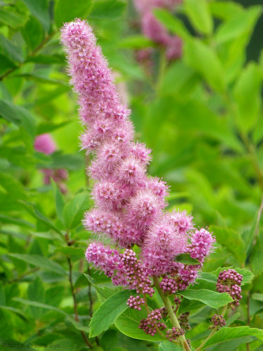 365 Caws: Hardhack, Spiraea Douglasii
