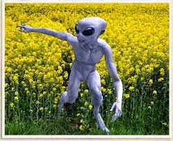 Crop Circles: Entrevista a Martín Arriaran Pérez ~ Misterios en la Web