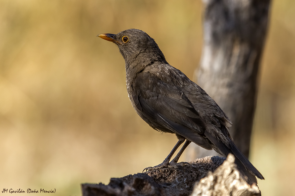 Fotografía de Naturaleza - JM Gavilán: Mirlo común (Turdus merula)