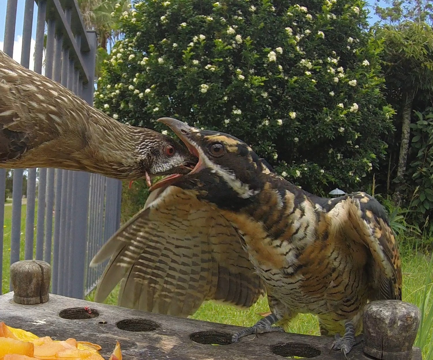 My Burra Family: The Storm Birds are back
