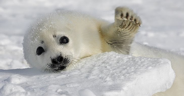 White Wolf : What a Baby Seal Sounds Like When Calling for Momma (VIDEO)