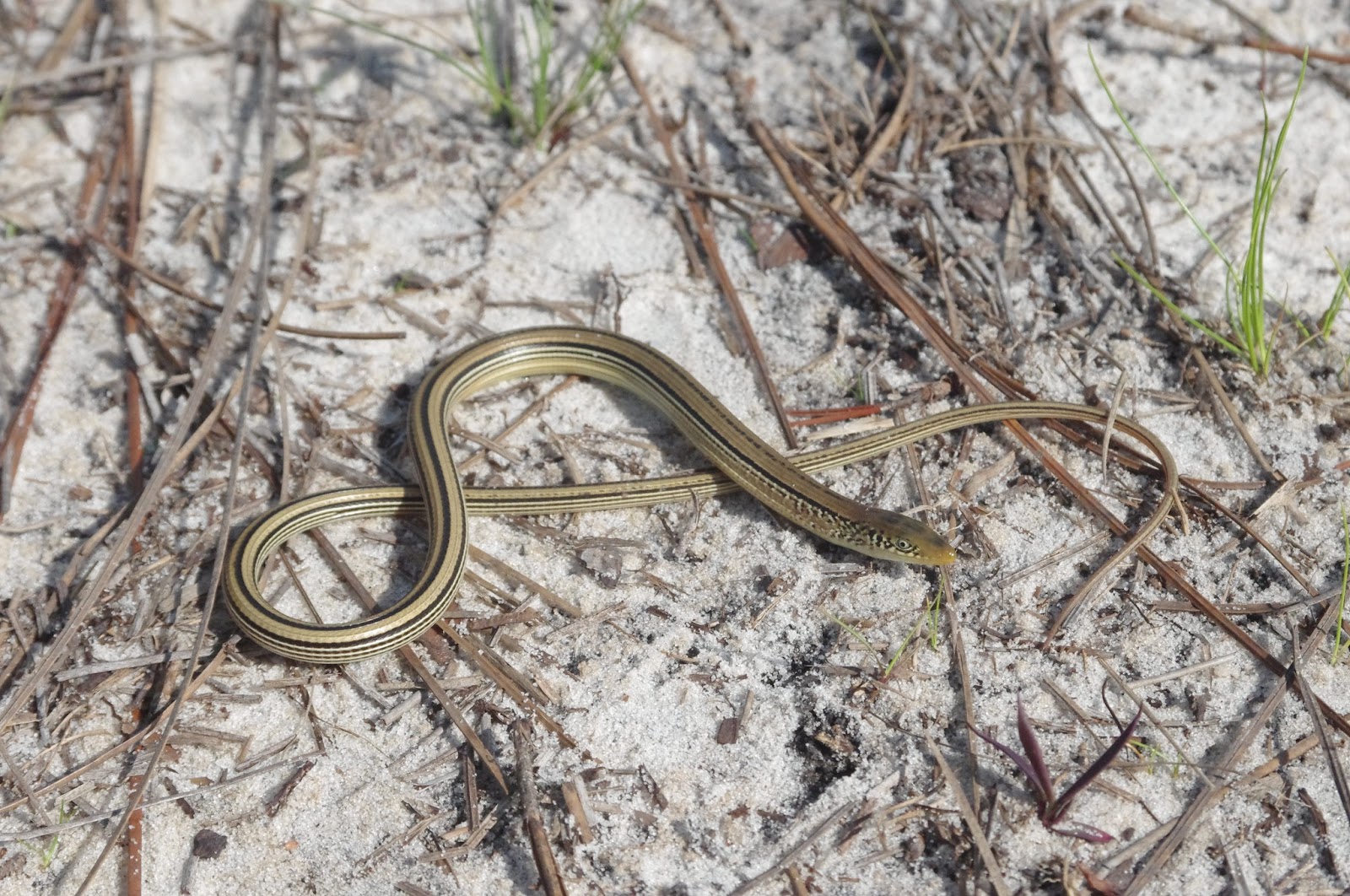 onward, westward: Mimic Glass Lizard and other highlights