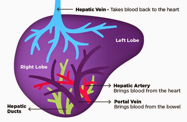 VOICE AGE | Knowledge And Much More: Liver Facts